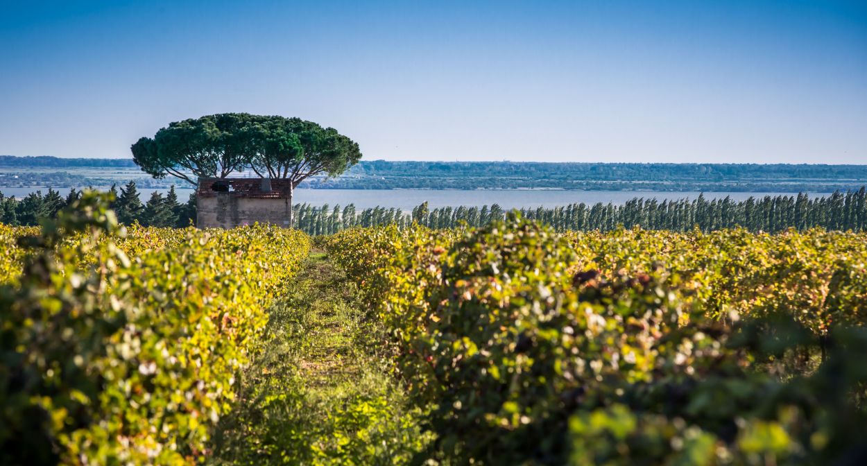 Rhone Valley – velvet - VIBRANT WINES